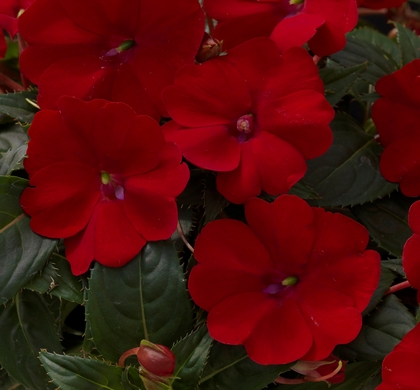 Sunpatiens® Cmpt Red NG Impatiens | Natorp's Online Plant Store