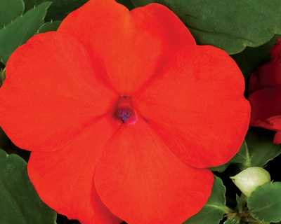 Xtreme™ Orange Impatiens | Natorp's Online Plant Store