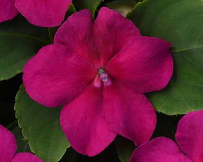 Beacon® Violet Shades Impatiens | Natorp's Online Plant Store