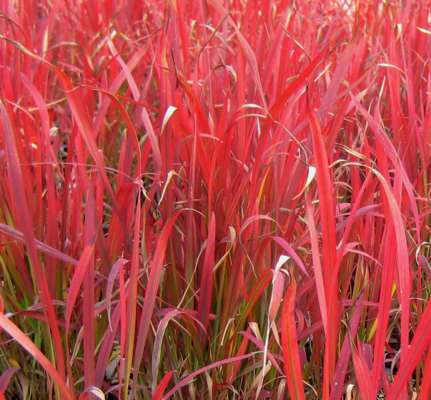 Red Baron Blood Grass | Natorp's Online Plant Store