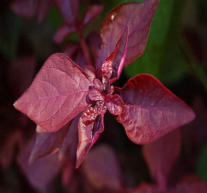 Purple Lady Iresine | Natorp's Online Plant Store
