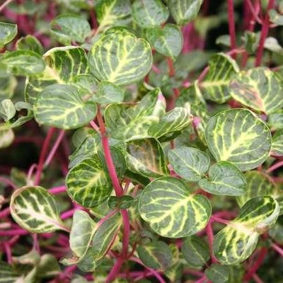 Variegated Iresine | Natorp's Online Plant Store