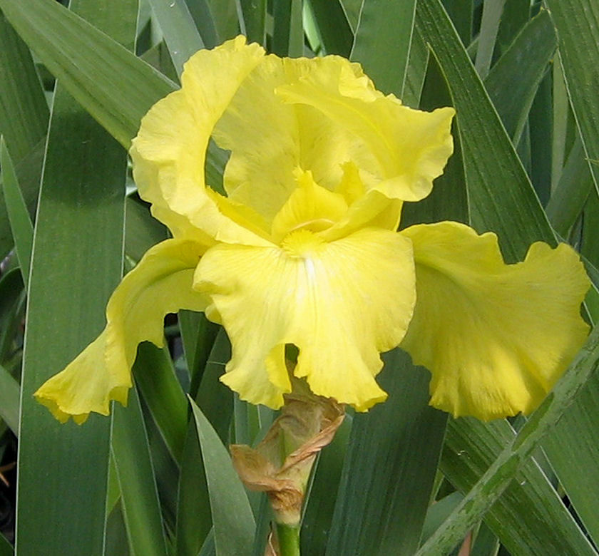 Harvest of Memories German Iris | Natorp's Online Plant Store