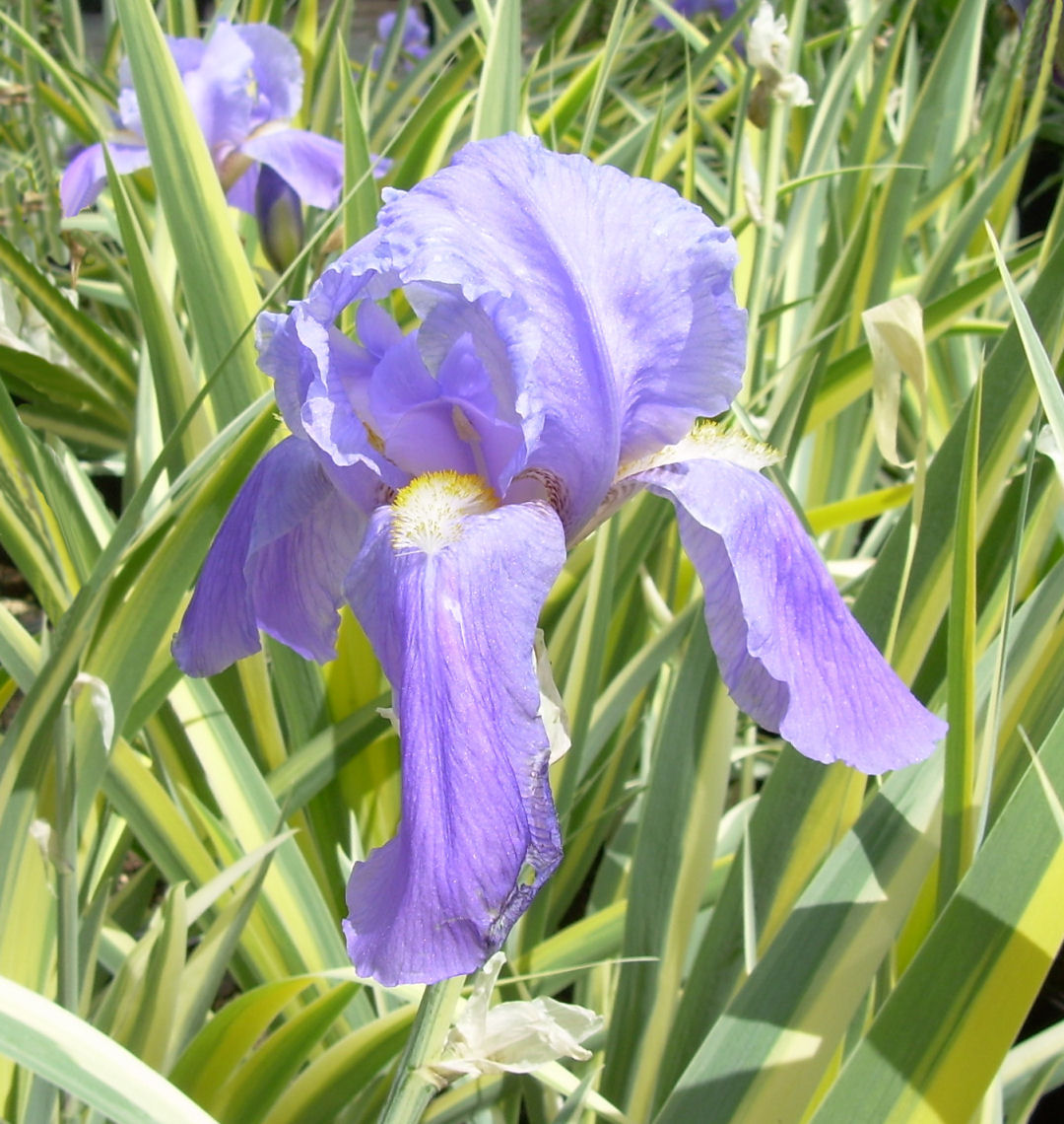 Gold Variegated Iris | Natorp's Online Plant Store