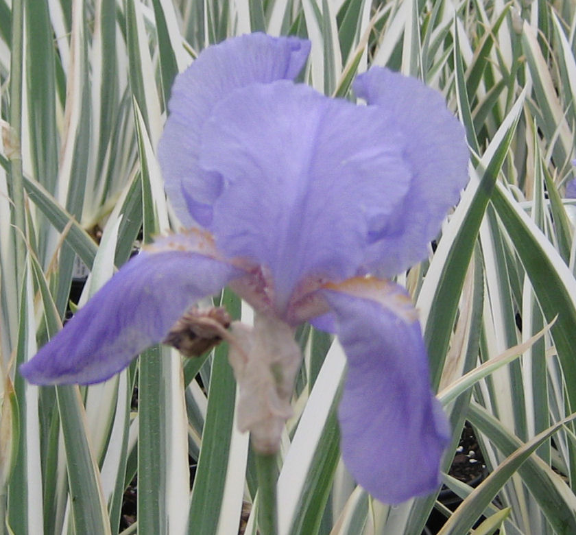 Variegated Iris (Zebra Iris, Sweet Iris) | Natorp's Online Plant Store