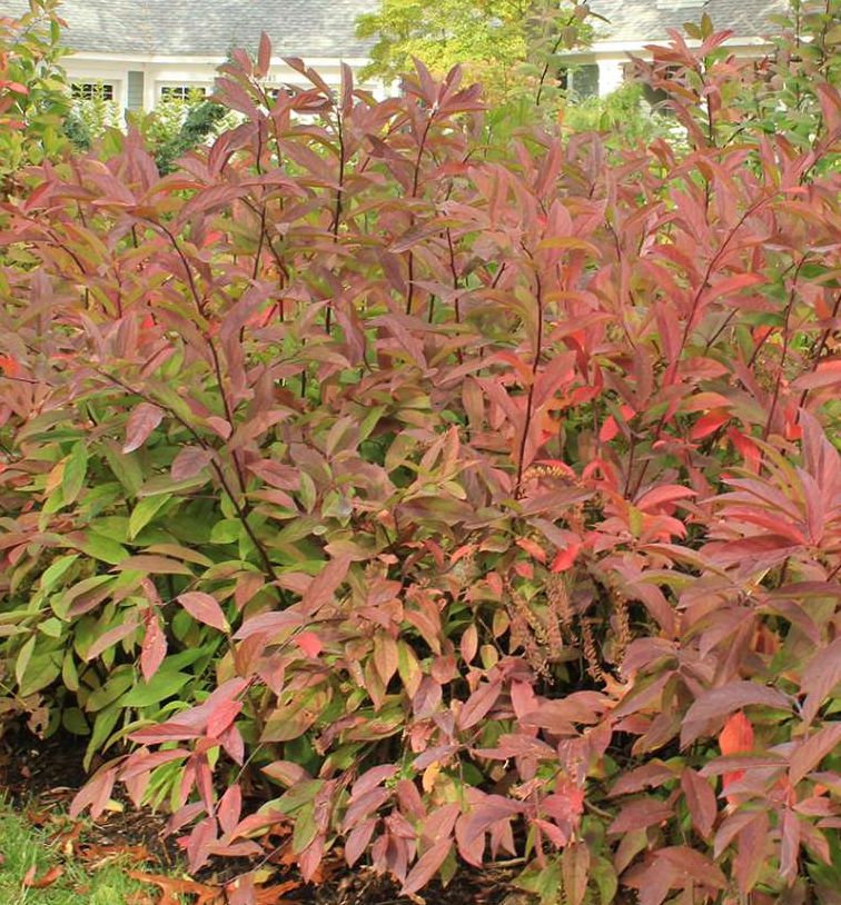 Henry's Garnet Sweetspire | Natorp's Online Plant Store