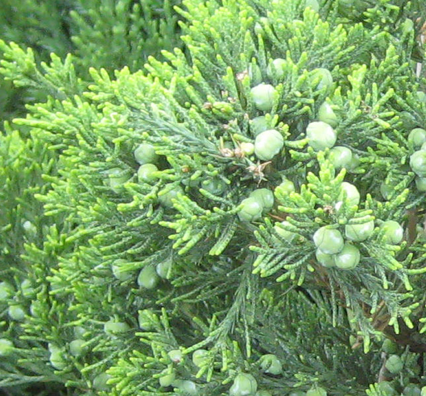 Iowa Upright Juniper | Natorp's Online Plant Store