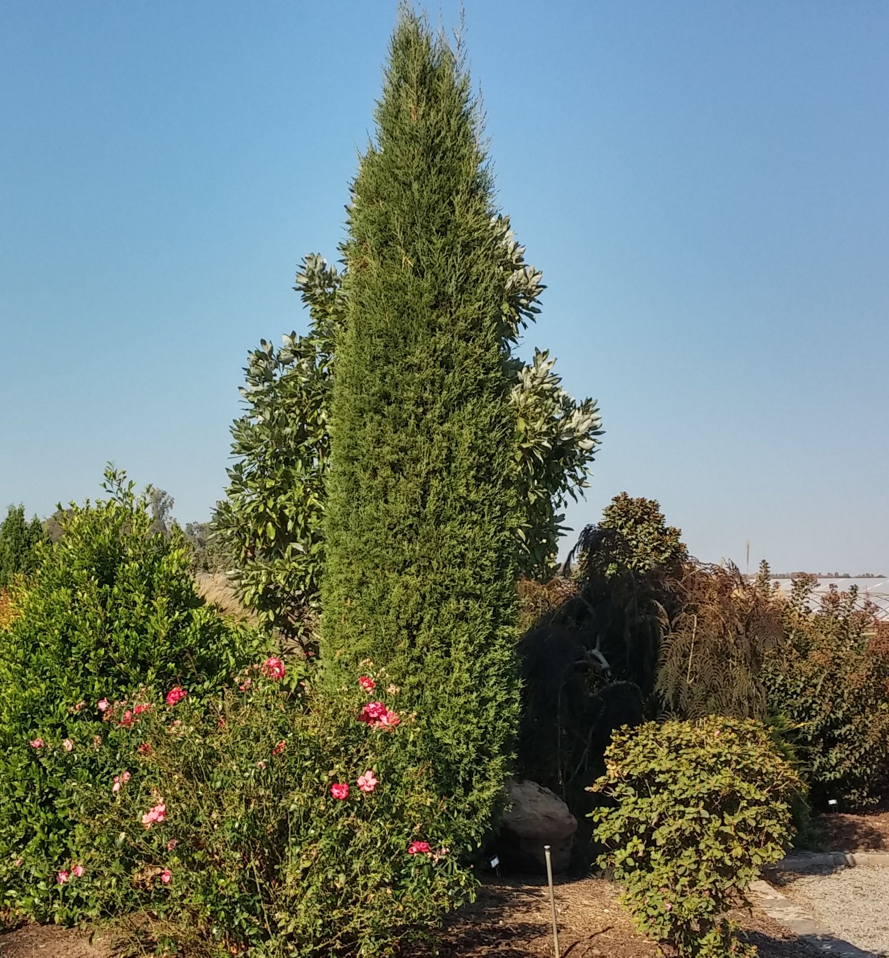 Taylor Upright Juniper | Natorp's Online Plant Store