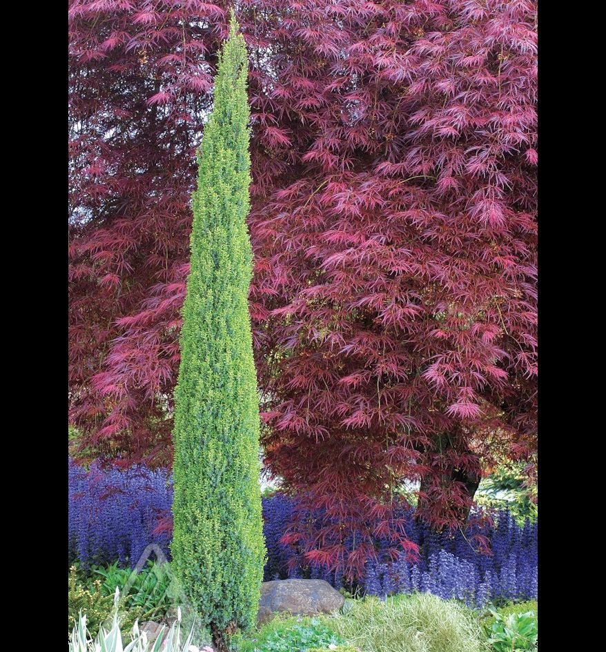 Compressa Juniper (Noah's Ark Juniper) | Natorp's Online Plant Store