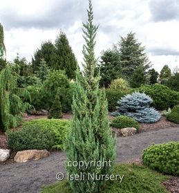 Trautman Upright Juniper | Natorp's Online Plant Store