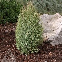 Miniature Juniper Communis | Natorp's Online Plant Store