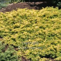 All Gold Shore Juniper | Natorp's Online Plant Store
