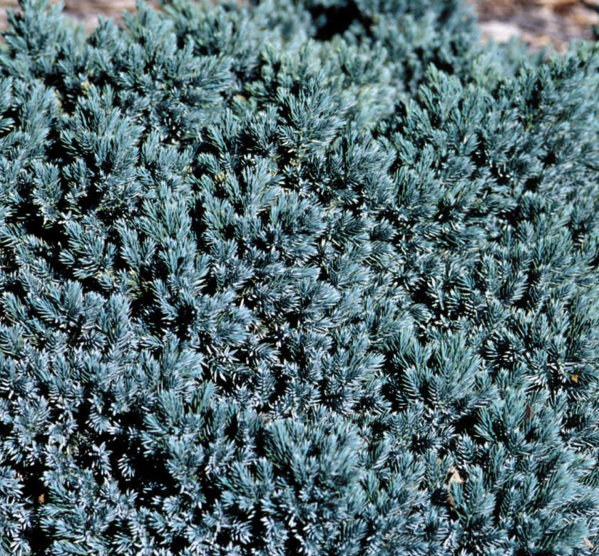 Blue Star Juniper Standard | Natorp's Online Plant Store