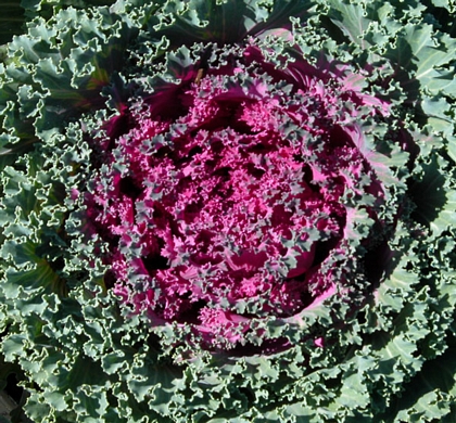 Nagoya Red Flowering Kale | Natorp's Online Plant Store