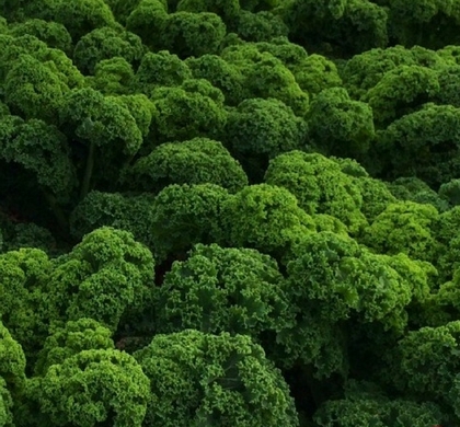 Prizm Kale | Natorp's Online Plant Store