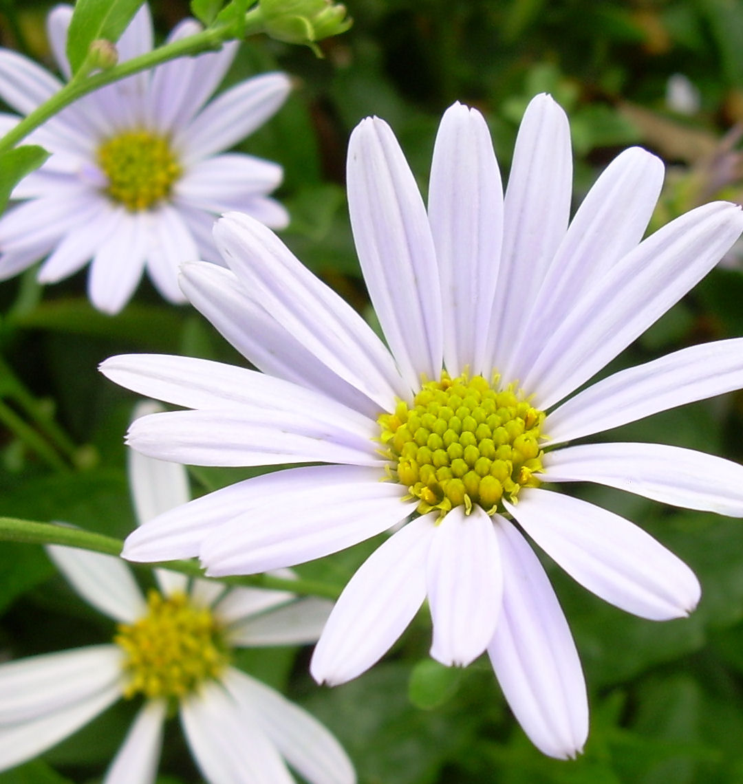 Blue Star Japanese Aster | Natorp's Online Plant Store