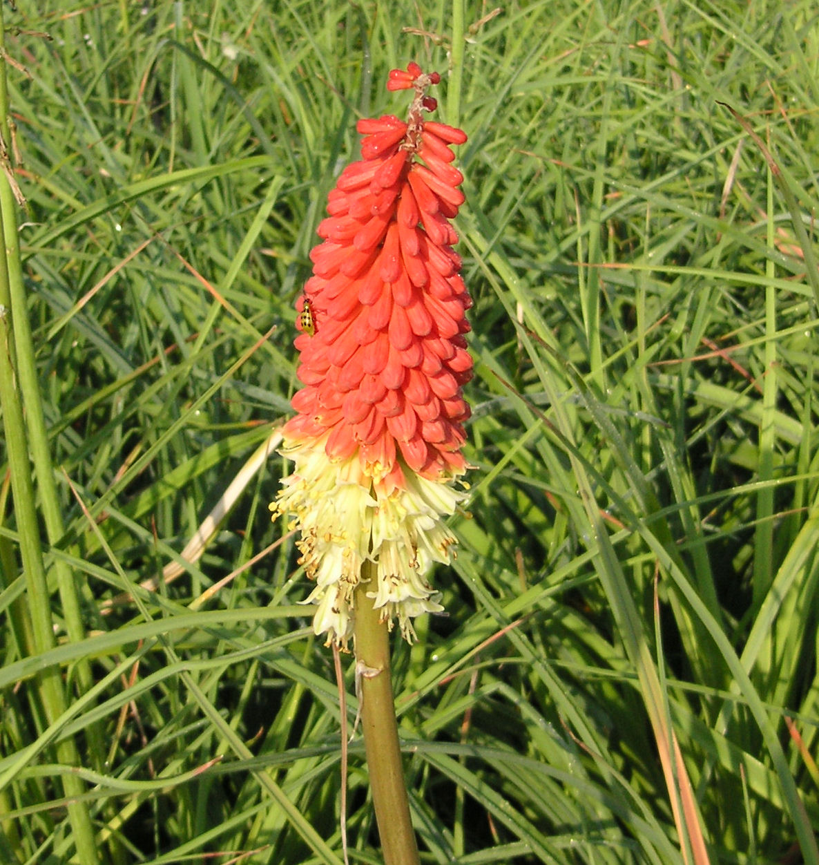 Flamenco Red Hot Poker | Natorp's Online Plant Store