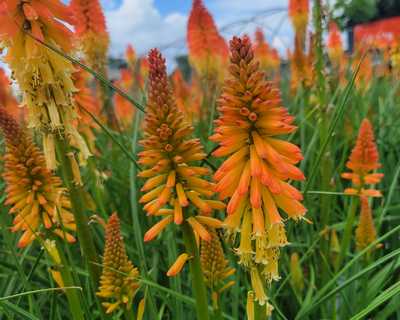 Backdraft Red Hot Poker | Natorp's Online Plant Store