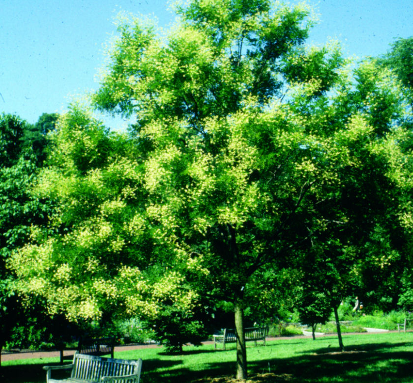 Golden Raintree | Natorp's Online Plant Store