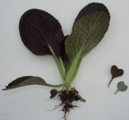 Komatsuna Red Asian Green | Natorp's Online Plant Store