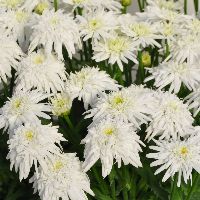 Double Angel Shasta Daisy | Natorp's Online Plant Store