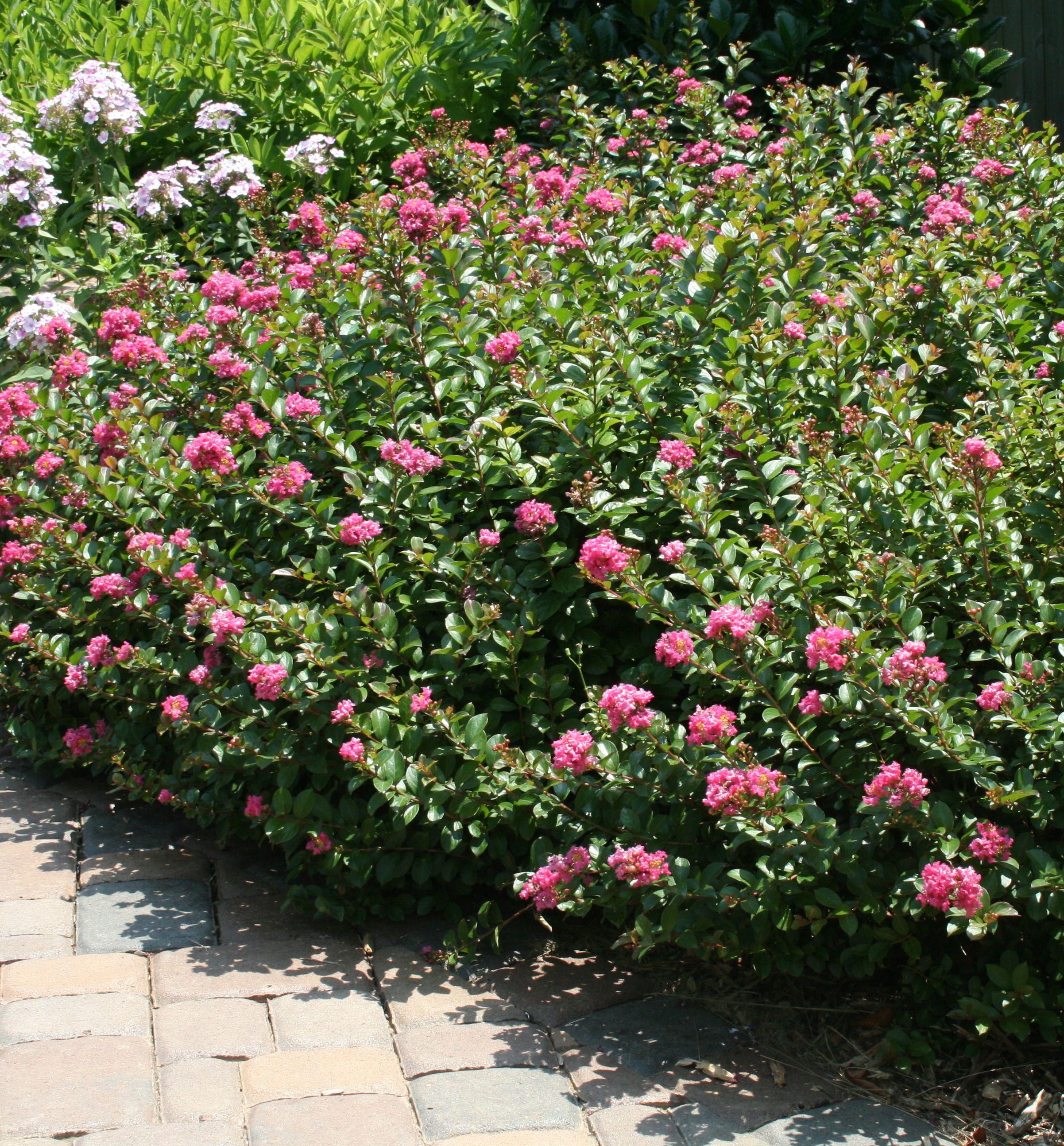 Pocomoke Dwarf Crape Myrtle | Natorp's Online Plant Store