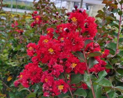 Dynamite Crape Myrtle | Natorp's Online Plant Store
