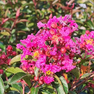Cherry Delight GreatMyrtle™ Crape Myrtle | Natorp's Online Plant Store