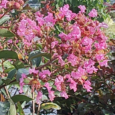 Cotton Candy GreatMyrtle™ Crape Myrtle | Natorp's Online Plant Store