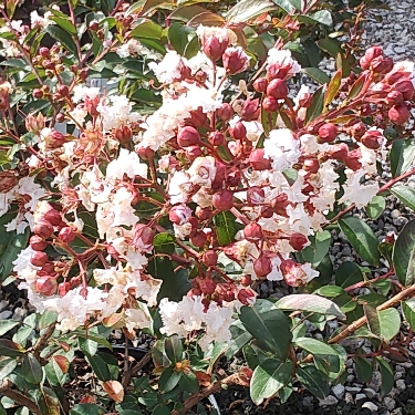 French Vanilla GreatMyrtle™ Crape Myrtle | Natorp's Online Plant Store