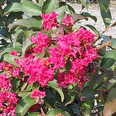 Red Velvet GreatMyrtle™ Crape Myrtle | Natorp's Online Plant Store