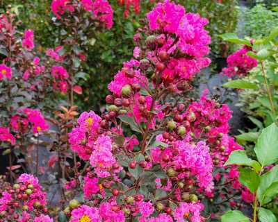 Pink Velour Crape Myrtle | Natorp's Online Plant Store