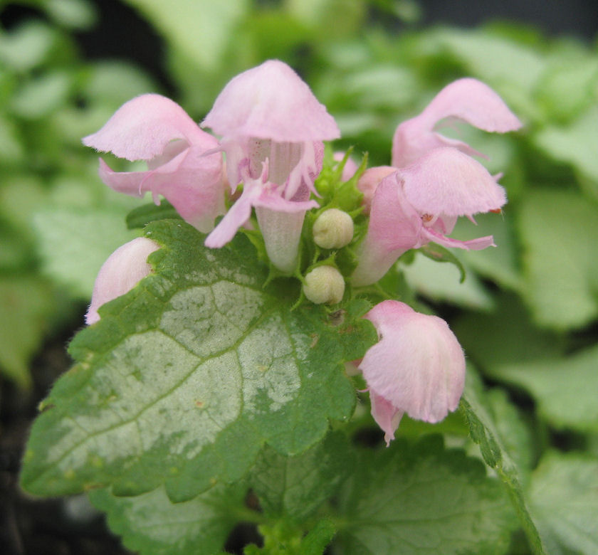 Pink Pewter Dead Nettle | Natorp's Online Plant Store