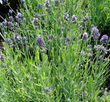 Lady Lavender | Natorp's Online Plant Store