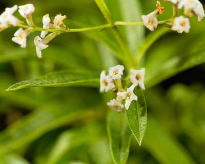 Lemon Verbena | Natorp's Online Plant Store