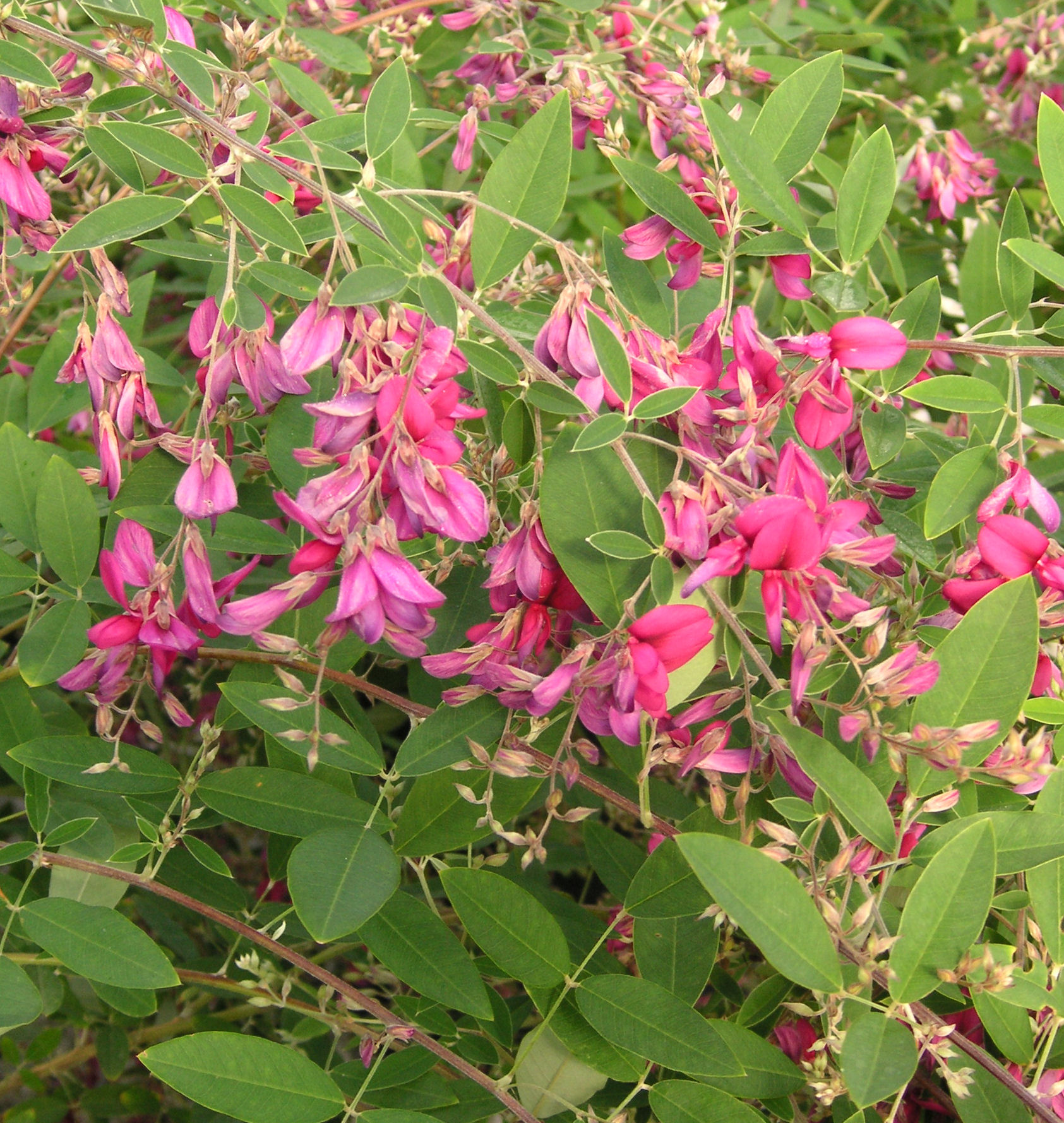 Gibralter Bush Clover | Natorp's Online Plant Store