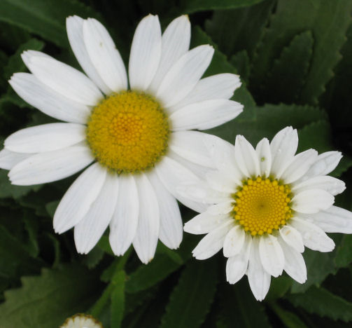 Snowcap Shasta Daisy | Natorp's Online Plant Store