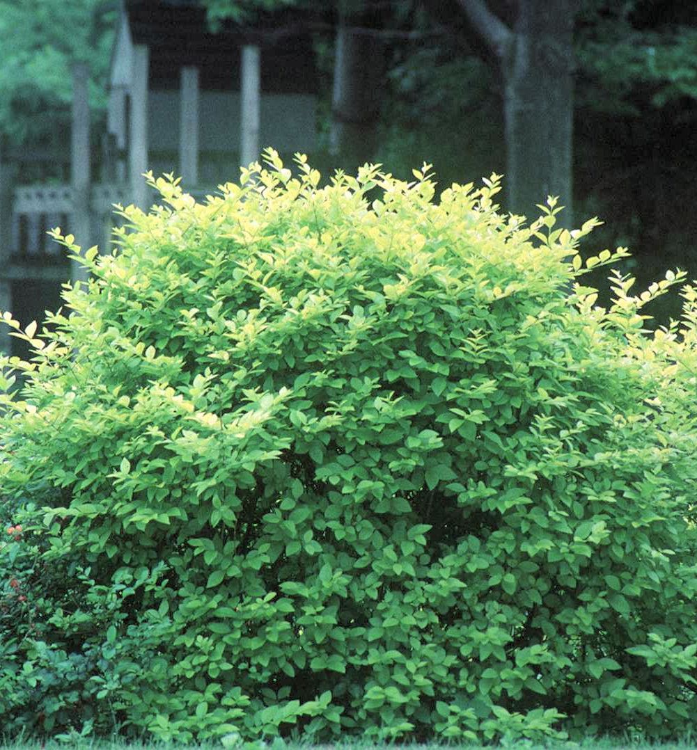 Vicary Golden Privet | Natorp's Online Plant Store