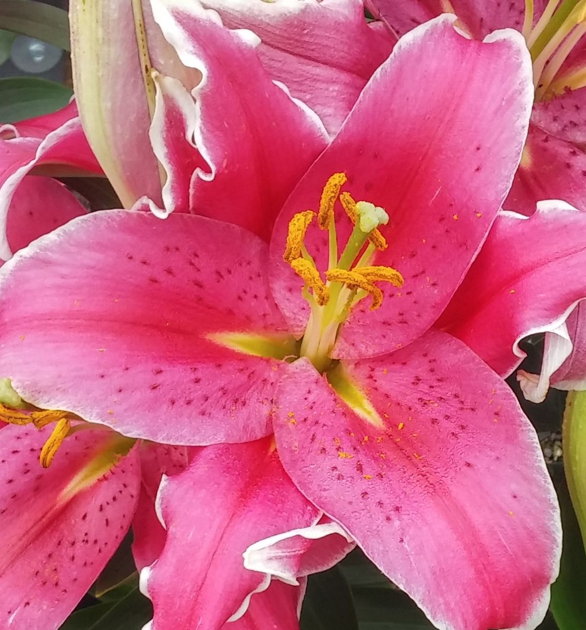 After Eight Oriental Lily | Natorp's Online Plant Store