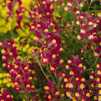 Enchantment Linaria | Natorp's Online Plant Store