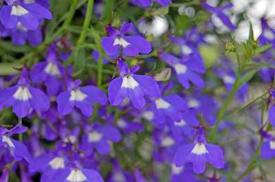 Suntory® Trailing 'Blue w/ Eye' Lobelia | Natorp's Online Plant Store