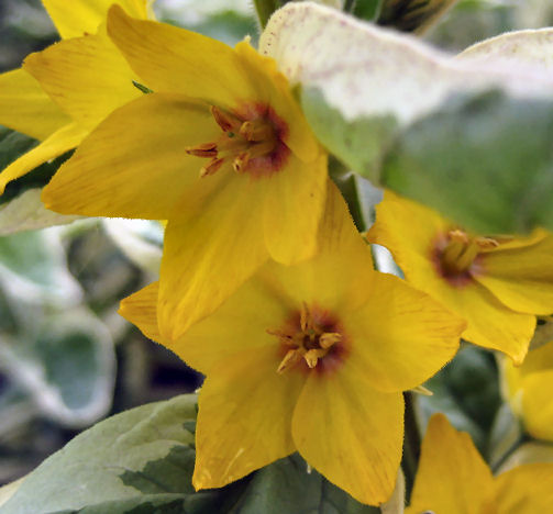 Alexander Yellow Loosestrife | Natorp's Online Plant Store