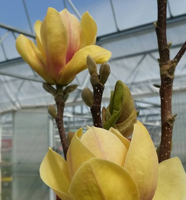 Sunsation Magnolia Low Branched | Natorp's Online Plant Store