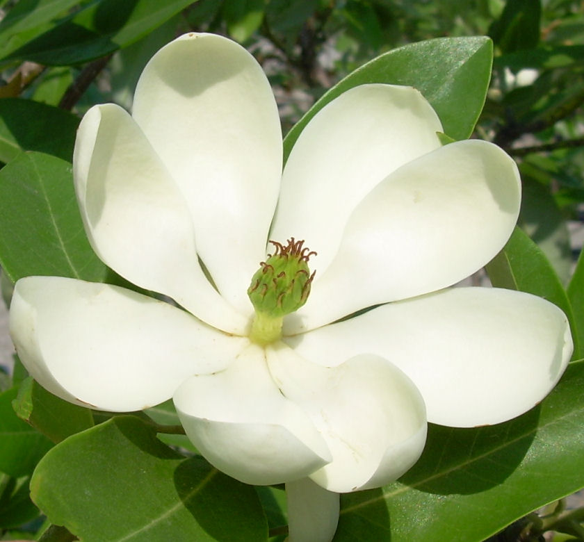 Moonglow® Sweetbay Magnolia Multi-stem | Natorp's Online Plant Store
