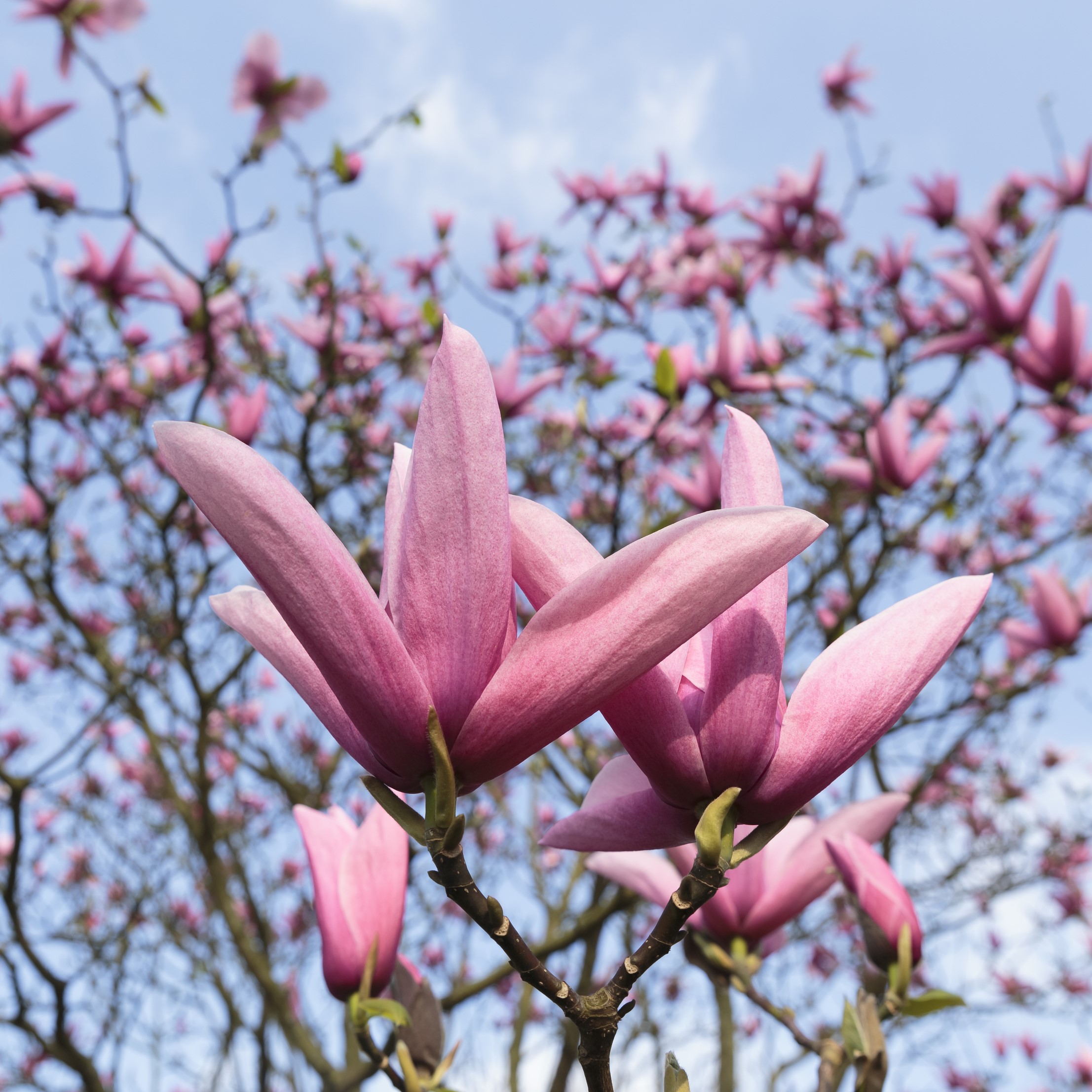 Galaxy Magnolia Tree Form | Natorp's Online Plant Store