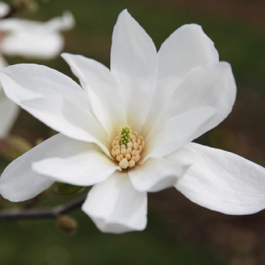 Spring Welcome® Magnolia MS | Natorp's Online Plant Store