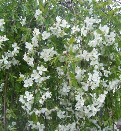 April Showers Crabapple | Natorp's Online Plant Store