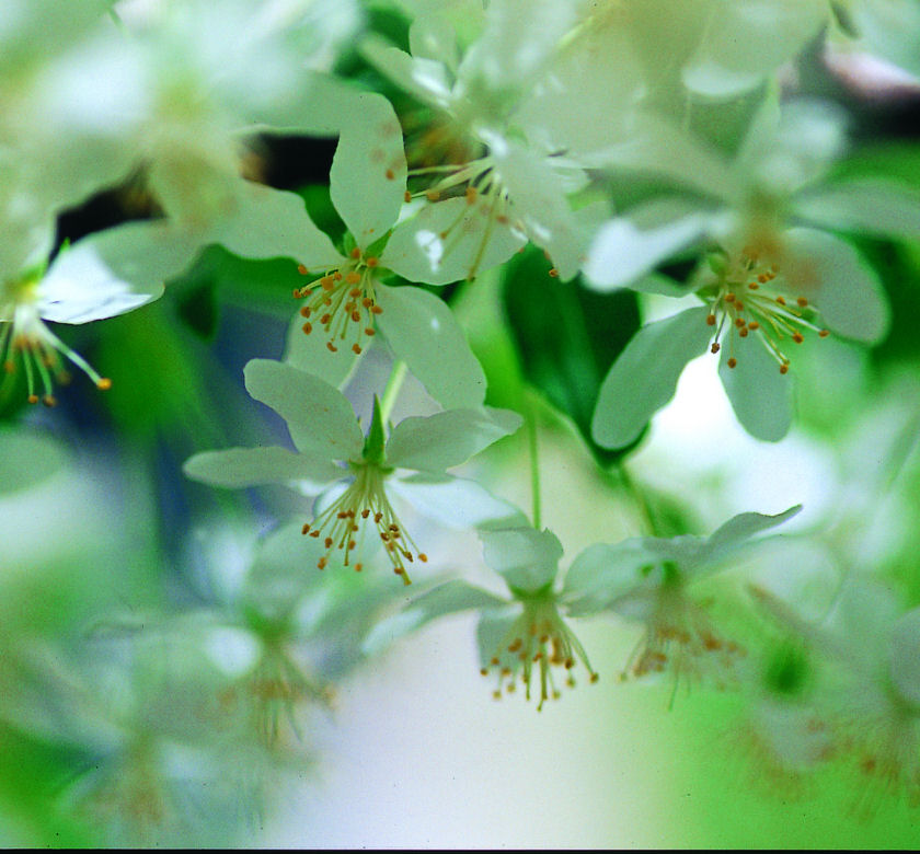 Golden Raindrops® Crabapple | Natorp's Online Plant Store