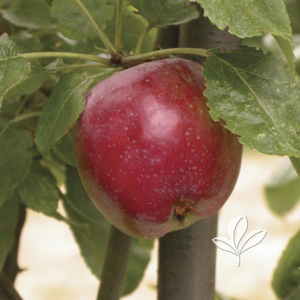 Liberty Semi-Dwarf Apple Tree | Natorp's Online Plant Store