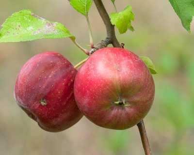 McIntosh Semi-Dwarf Apple | Natorp's Online Plant Store